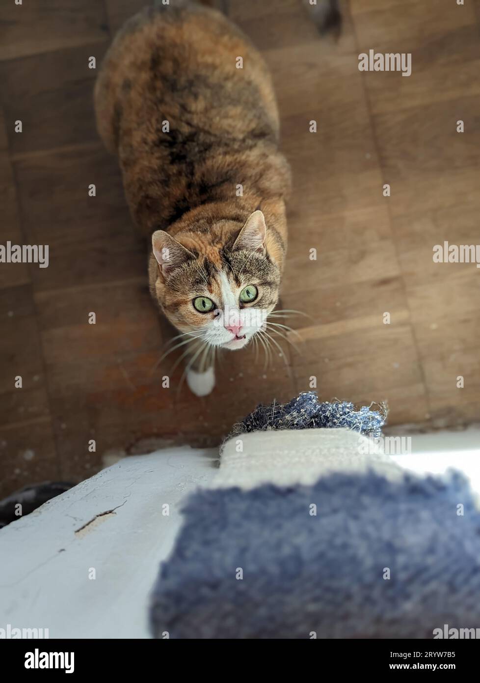 Domestic woman violence poster hi-res stock photography and images - Alamy