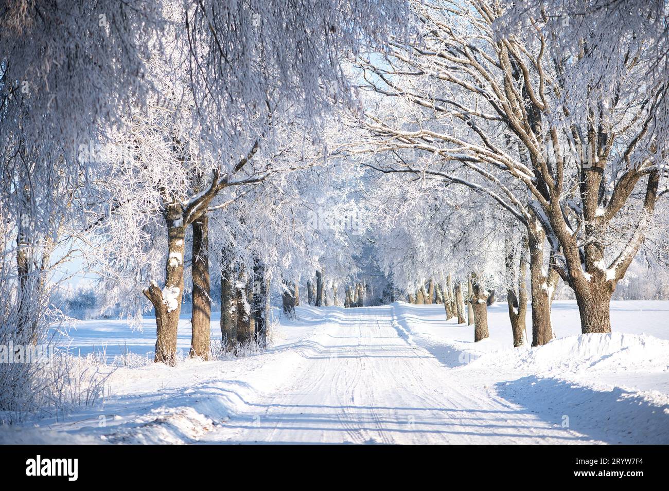 A scenic winter landscape featuring a path with snow-covered trees ...