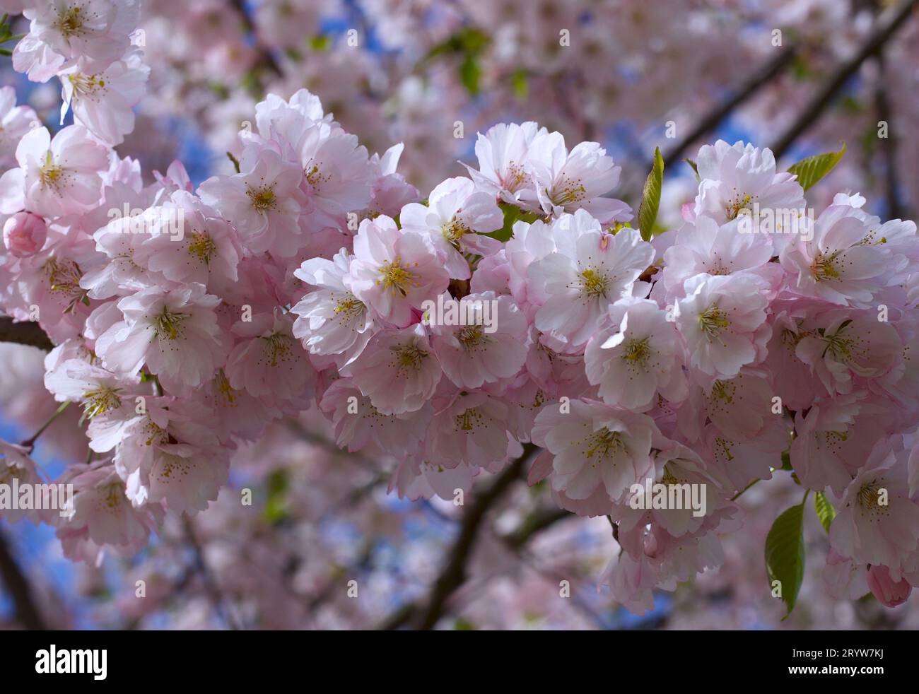 sakura.sakura flowers Japan. Japanese traditional. travelling. Tourism ...