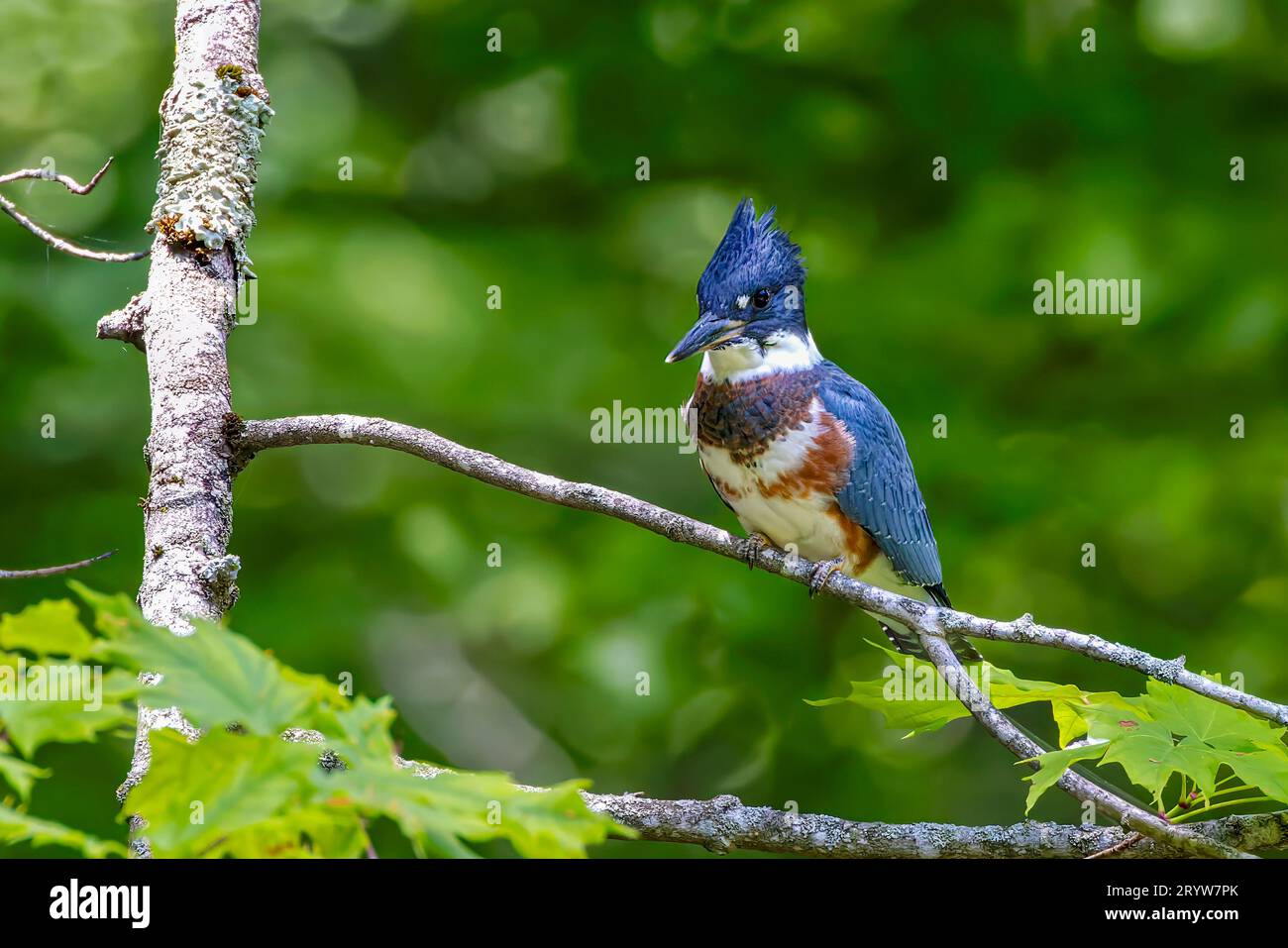 The belted kingfisher (Megaceryle alcyon Stock Photo - Alamy
