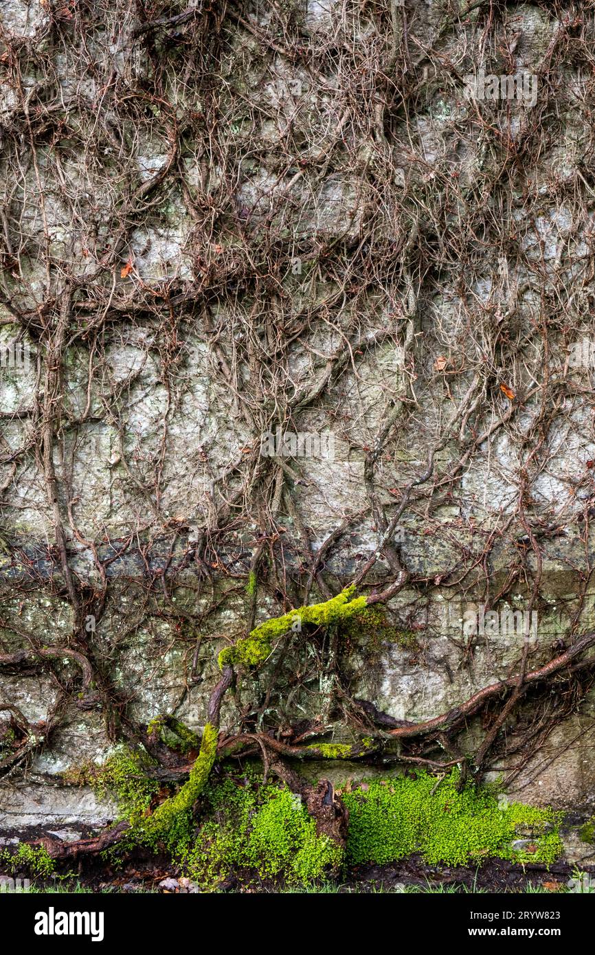 Building wall covered with plant roots and green moss Stock Photo - Alamy