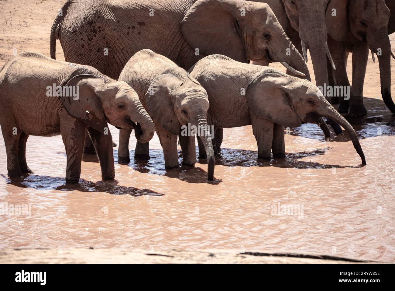 Elephant Safari at the Watering Hole in Kenya, Africa Stock Photo - Alamy