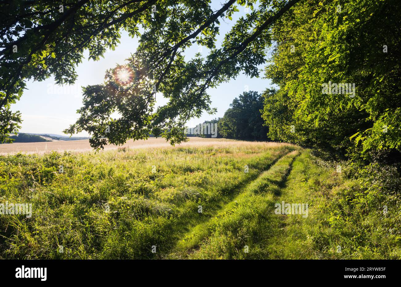 Summer edge of the forest hi-res stock photography and images - Alamy