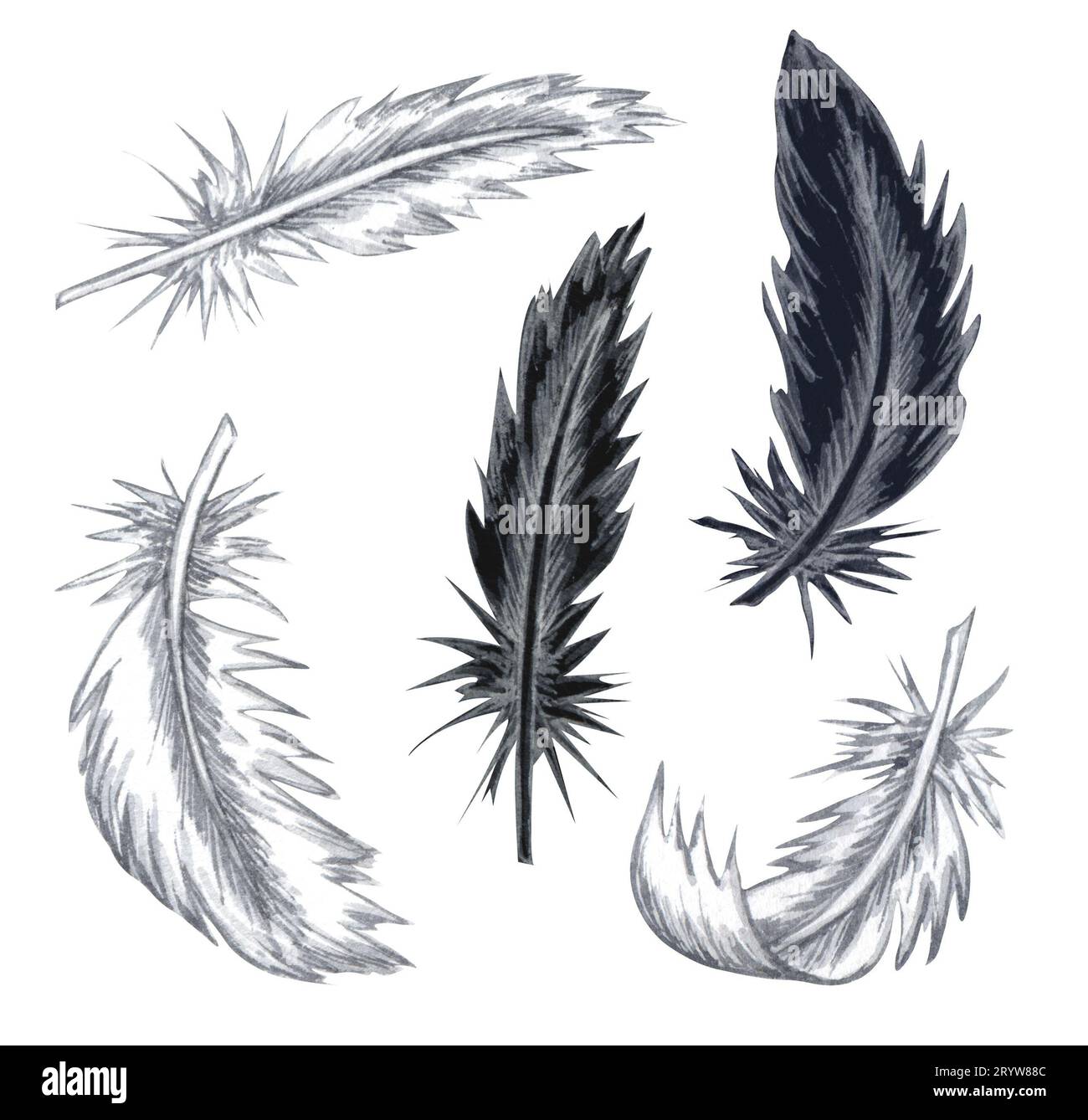 Watercolor feather set. Hand drawn white and dark feathers isolated on ...