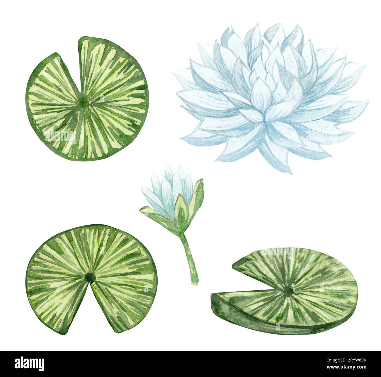 Watercolor water lily set. White Lilies illustration. Hand drawn lake ...