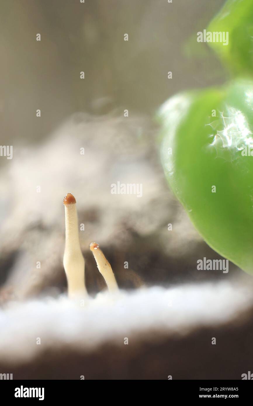 A terrarium with two mushrooms growing inside Stock Photo - Alamy