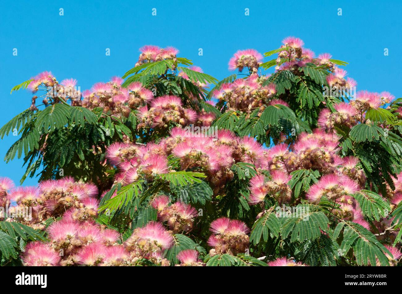 Italy, Liguria, Pink Flowers of Albizia Julibrissin, Persian Silk Tree ...