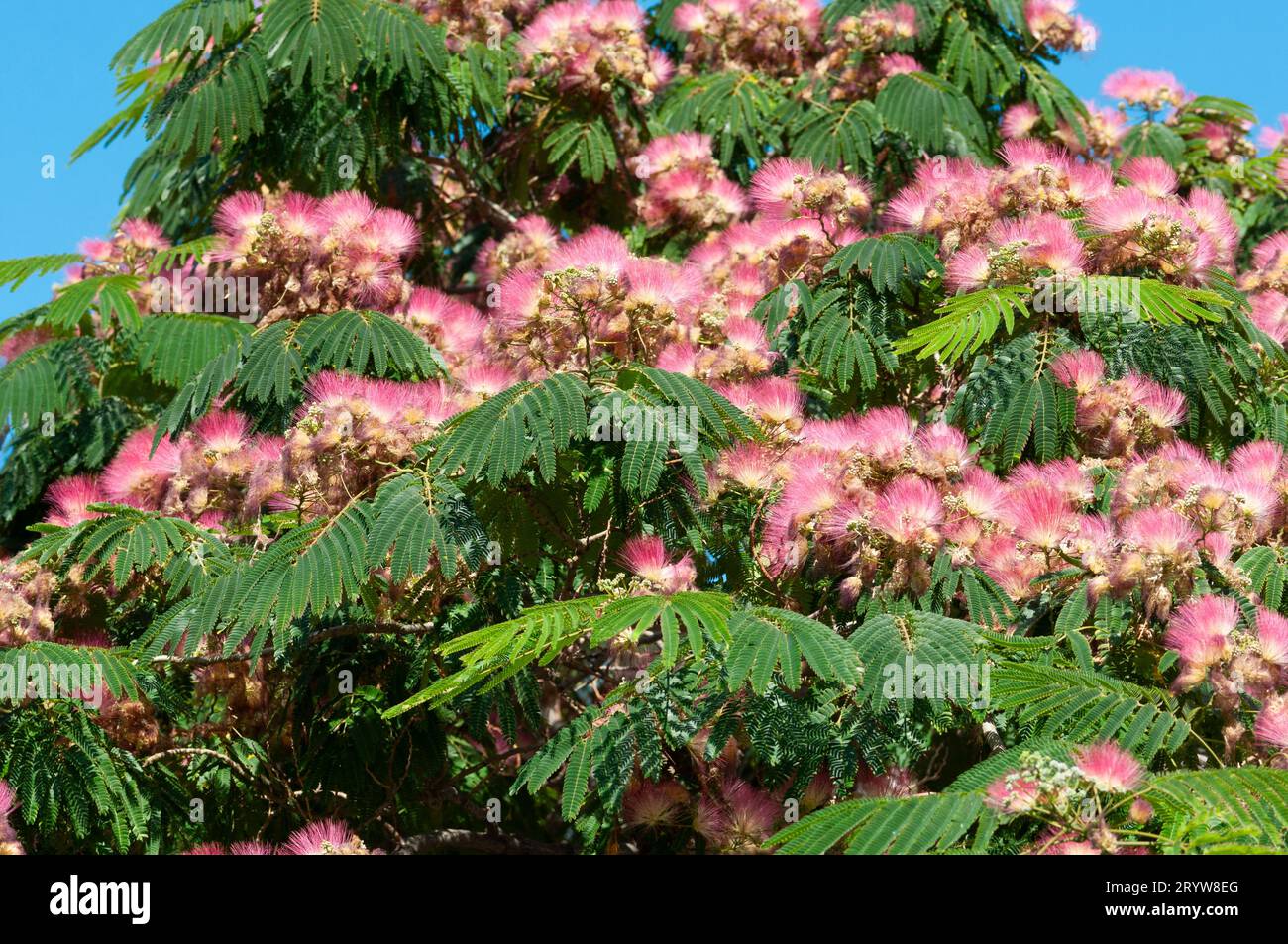 Italy, Liguria, Pink Flowers of Albizia Julibrissin, Persian Silk Tree ...