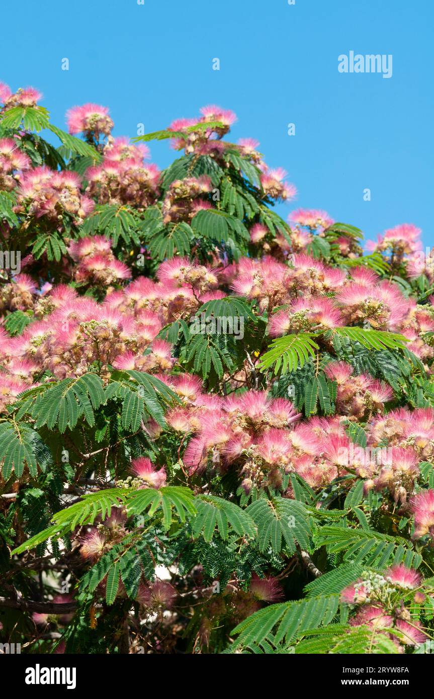 Italy, Liguria, Pink Flowers of Albizia Julibrissin, Persian Silk Tree ...