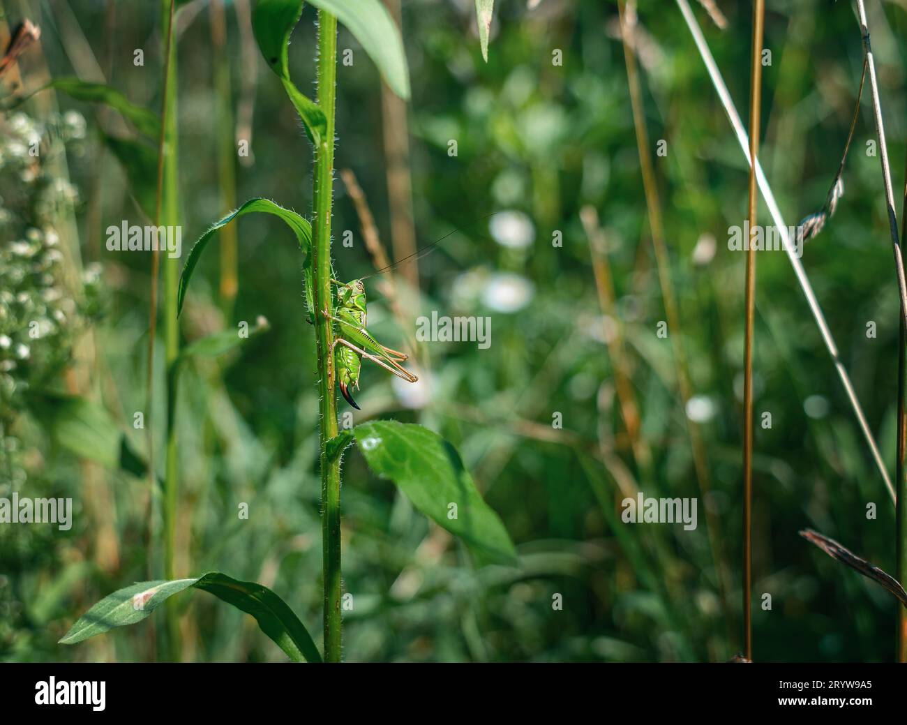 Insect leg muscle hi-res stock photography and images - Alamy