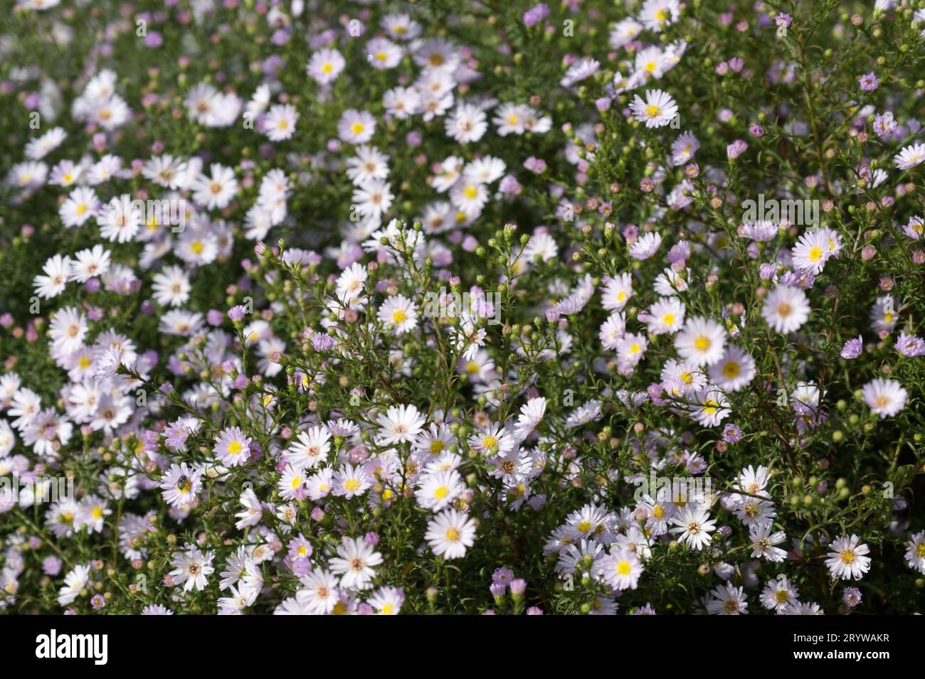 Aster anjas choice hi-res stock photography and images - Alamy
