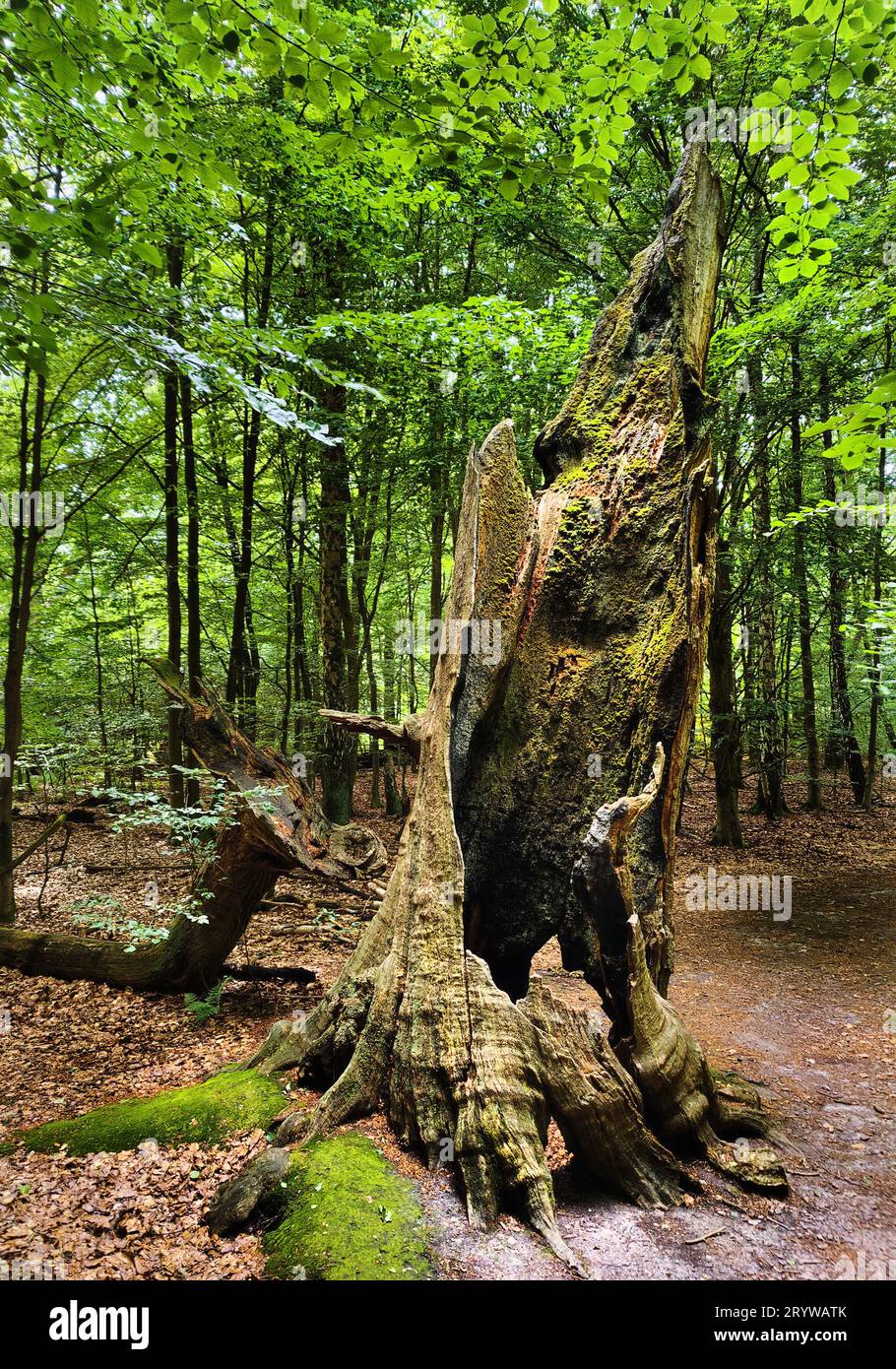 Dead tree stump of an old beech tree in the Sababurg primeval forest ...
