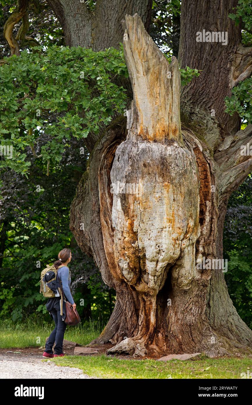 Very old oak with tree trunk dead by lightning and tree cancer ...