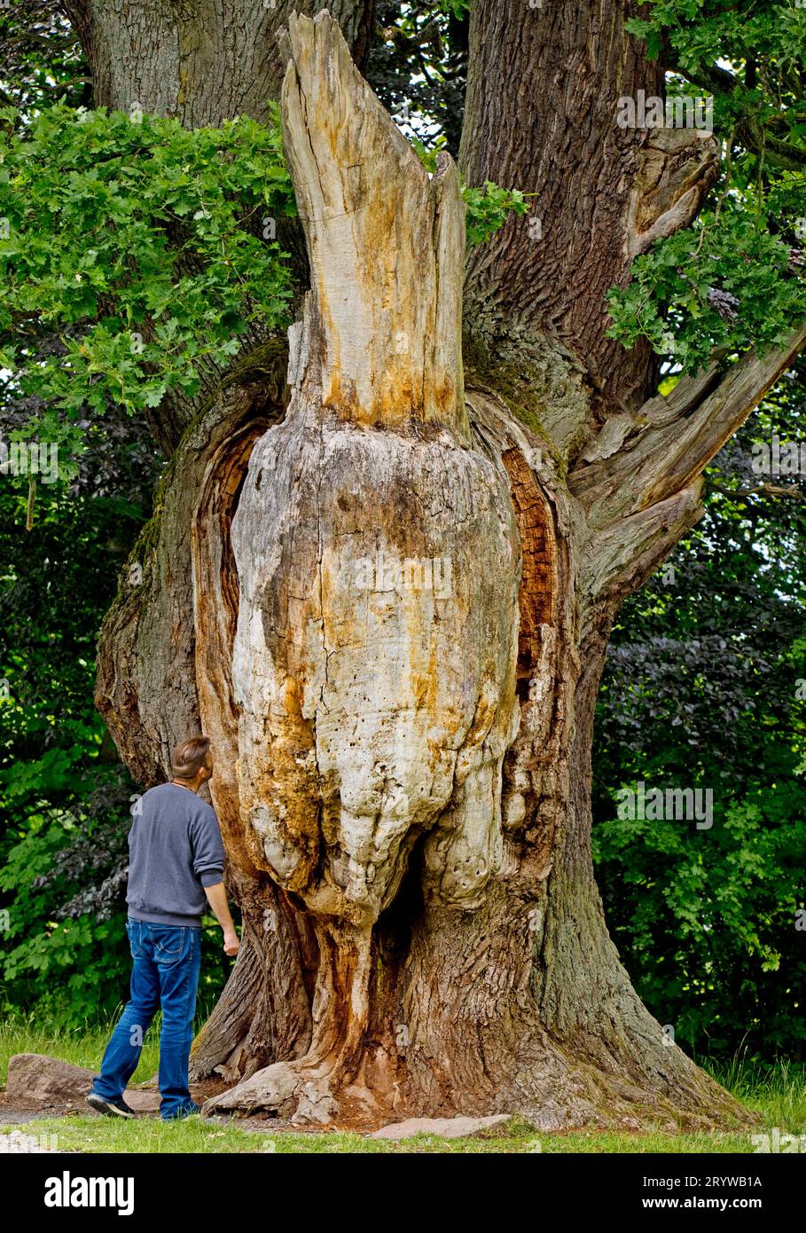 Very old oak with tree trunk dead by lightning and tree cancer ...