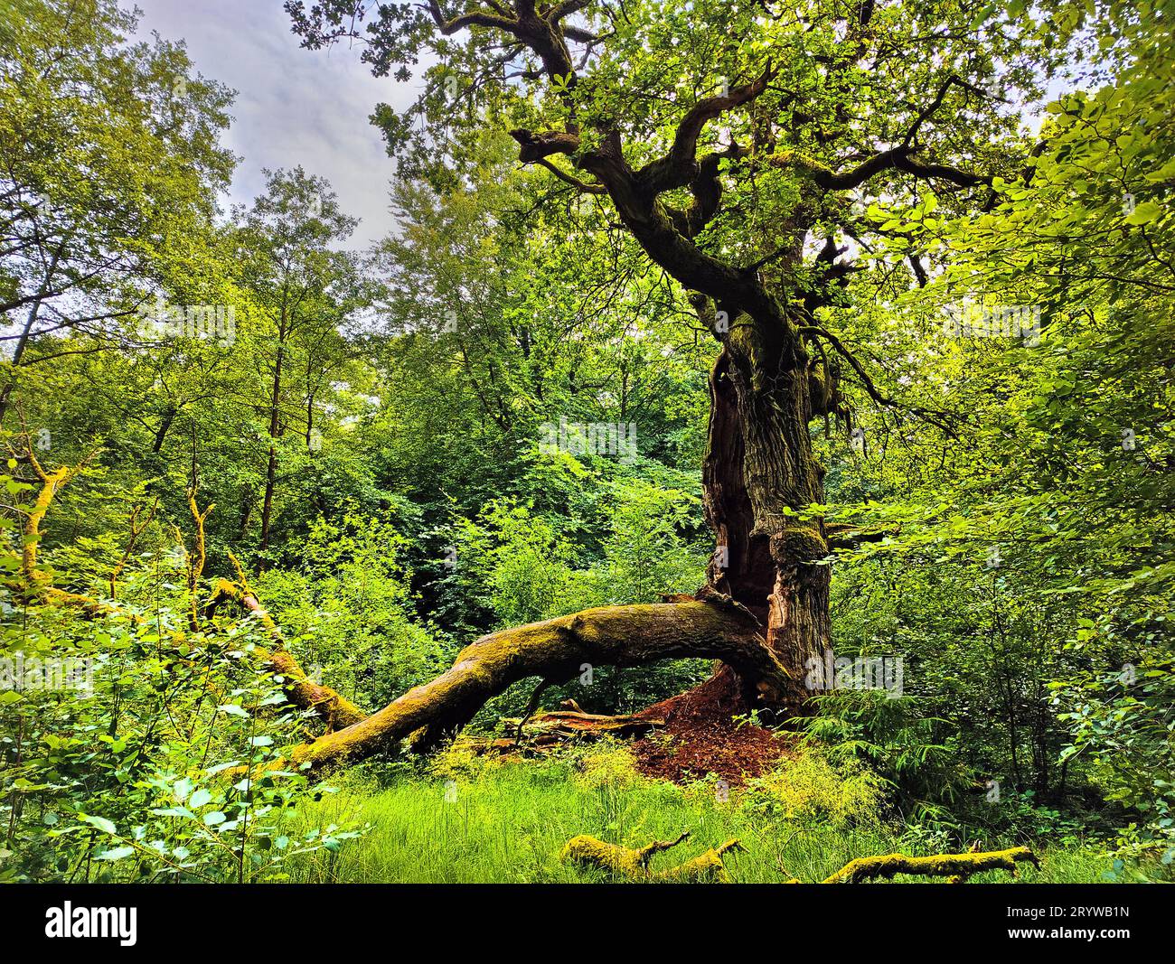 Primeval forest of Sababurg, nature reserve, Reinhardswald estate district, Hesse, Germany ...