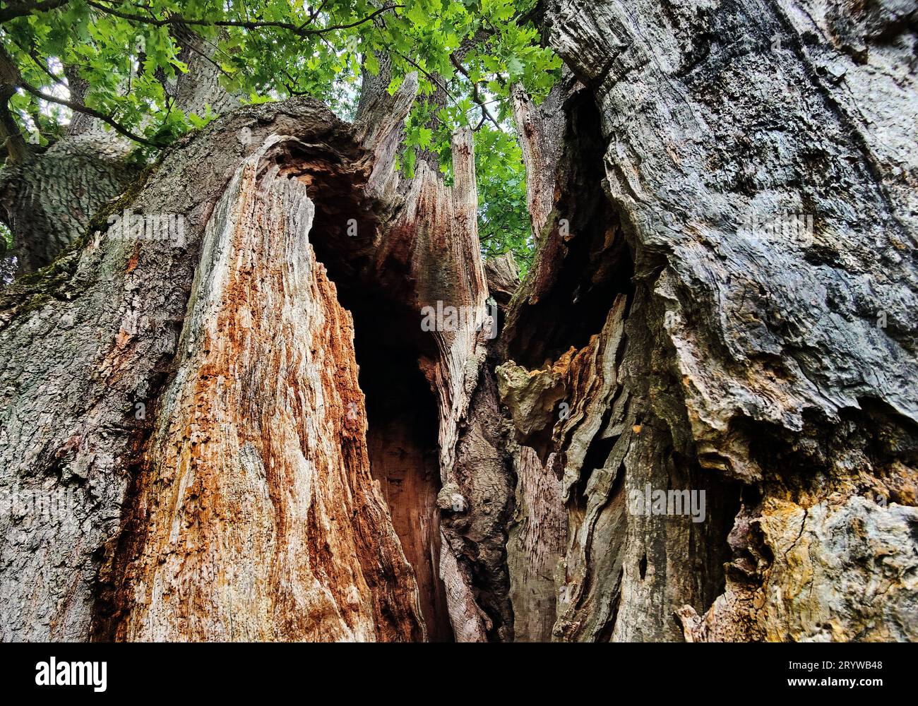 Very old oak with tree trunk dead by lightning and tree cancer ...