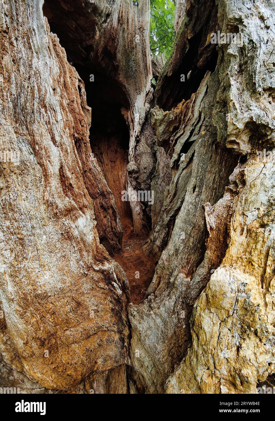 Very old oak with tree trunk dead by lightning and tree cancer ...