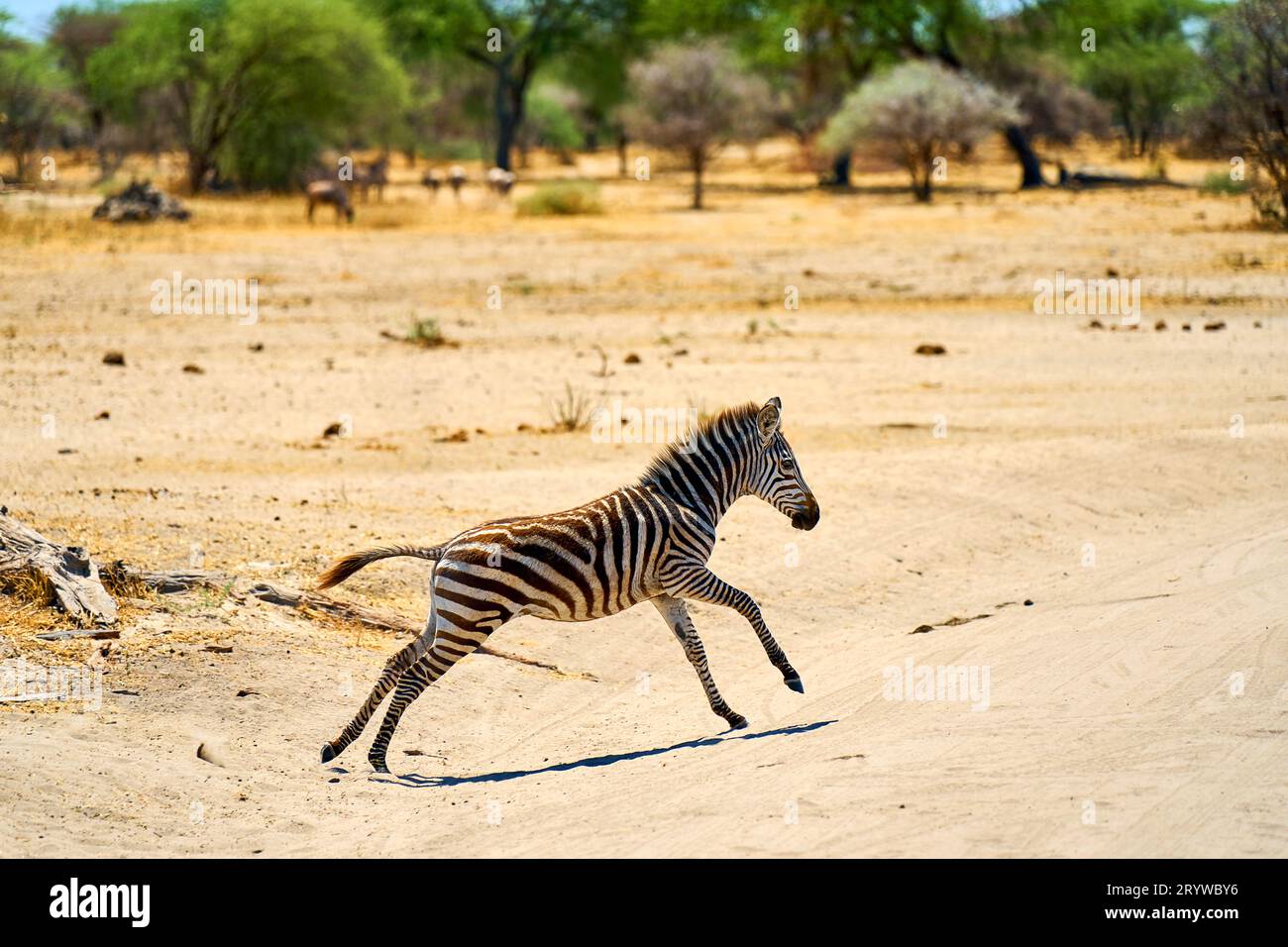 zebras in the african savanna Stock Photo - Alamy
