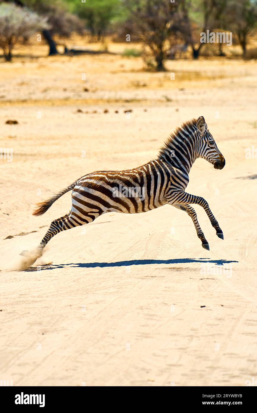 zebras in the african savanna Stock Photo - Alamy