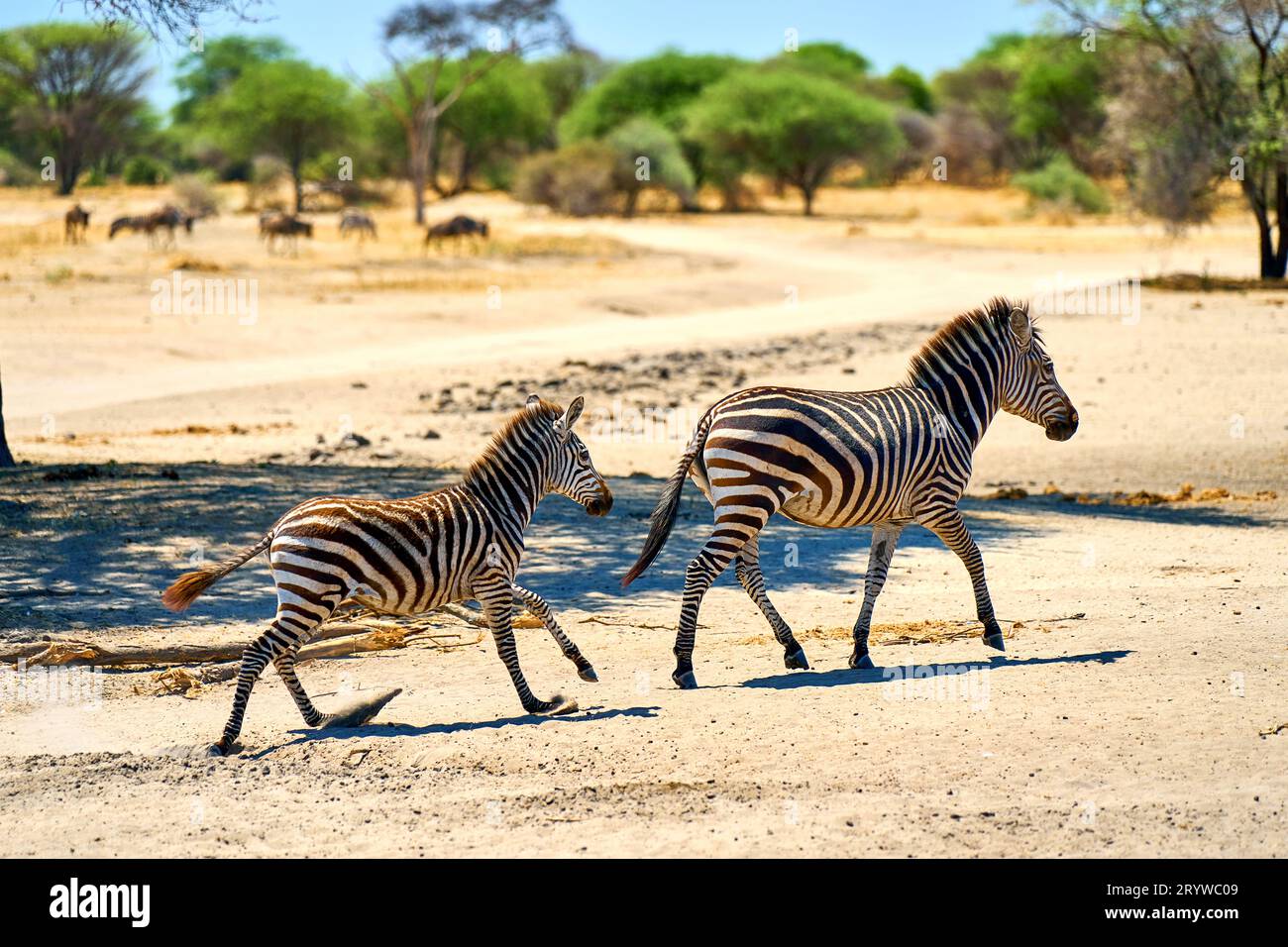 zebras in the african savanna Stock Photo - Alamy