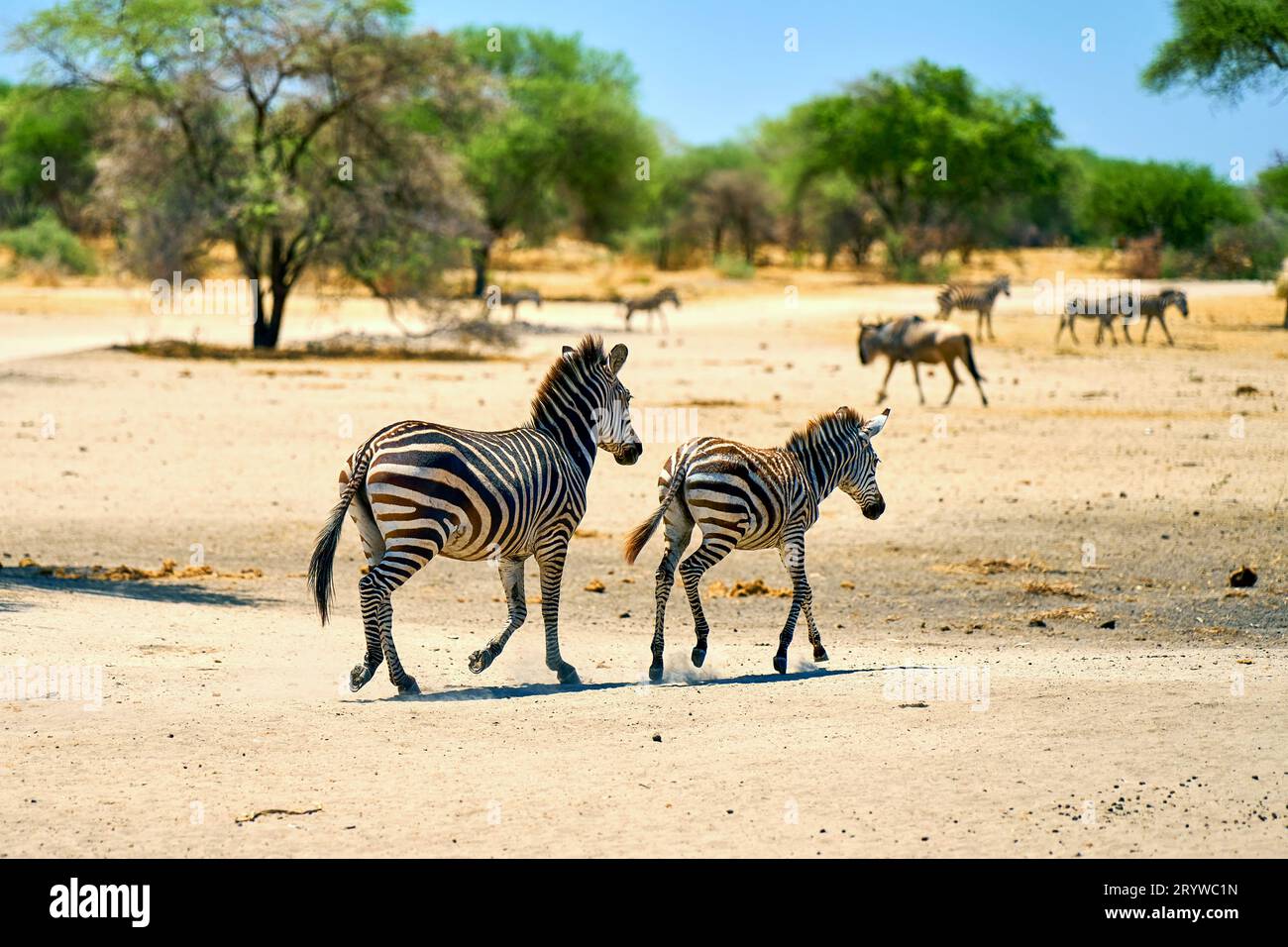 zebras in the african savanna Stock Photo - Alamy