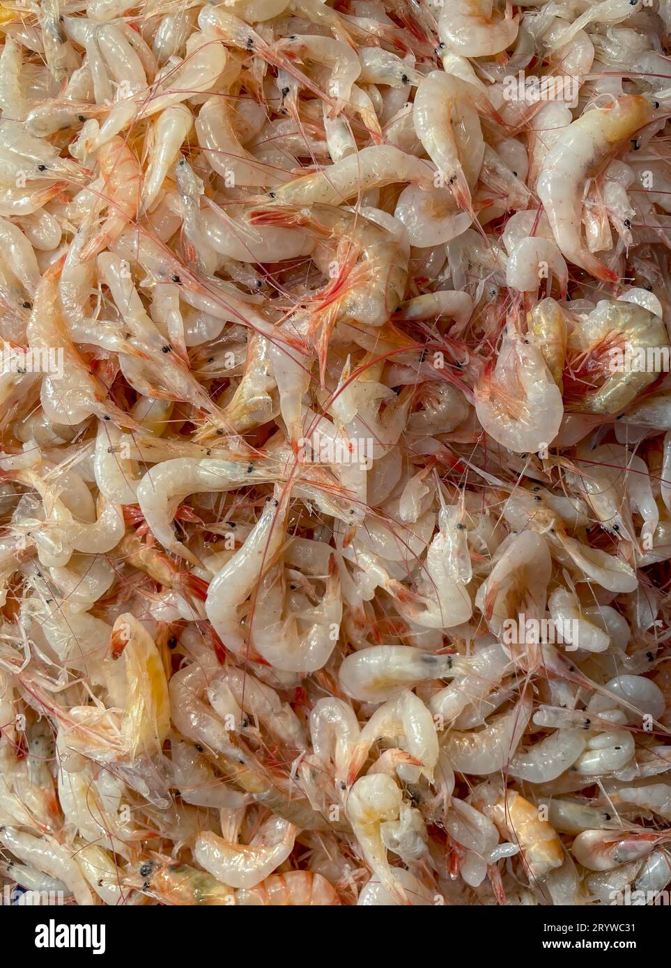 Small Sea shrimp in the fish market.this photo was taken from ...