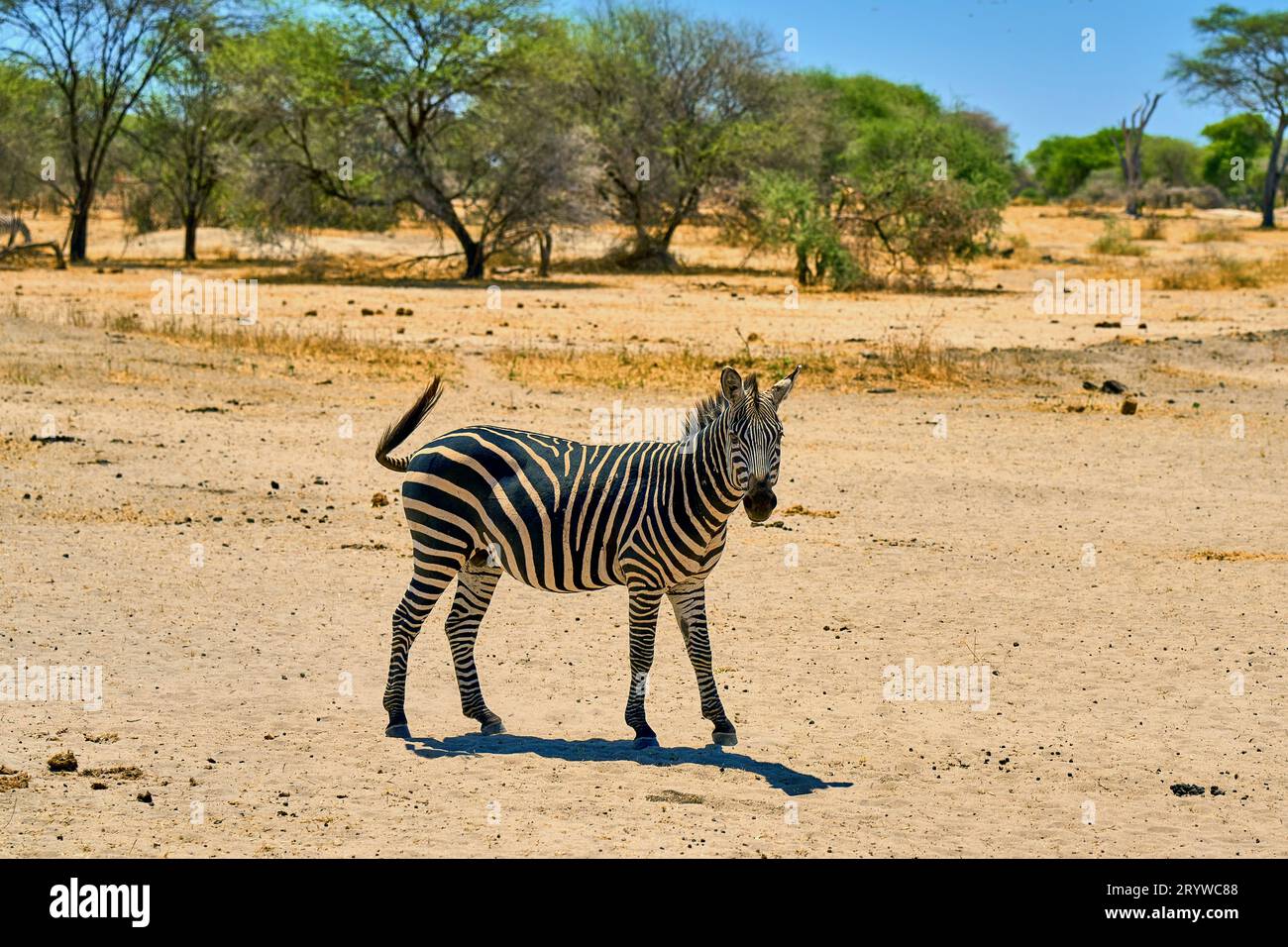 zebras in the african savanna Stock Photo - Alamy