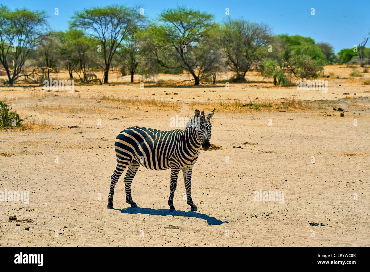 zebras in the african savanna Stock Photo - Alamy