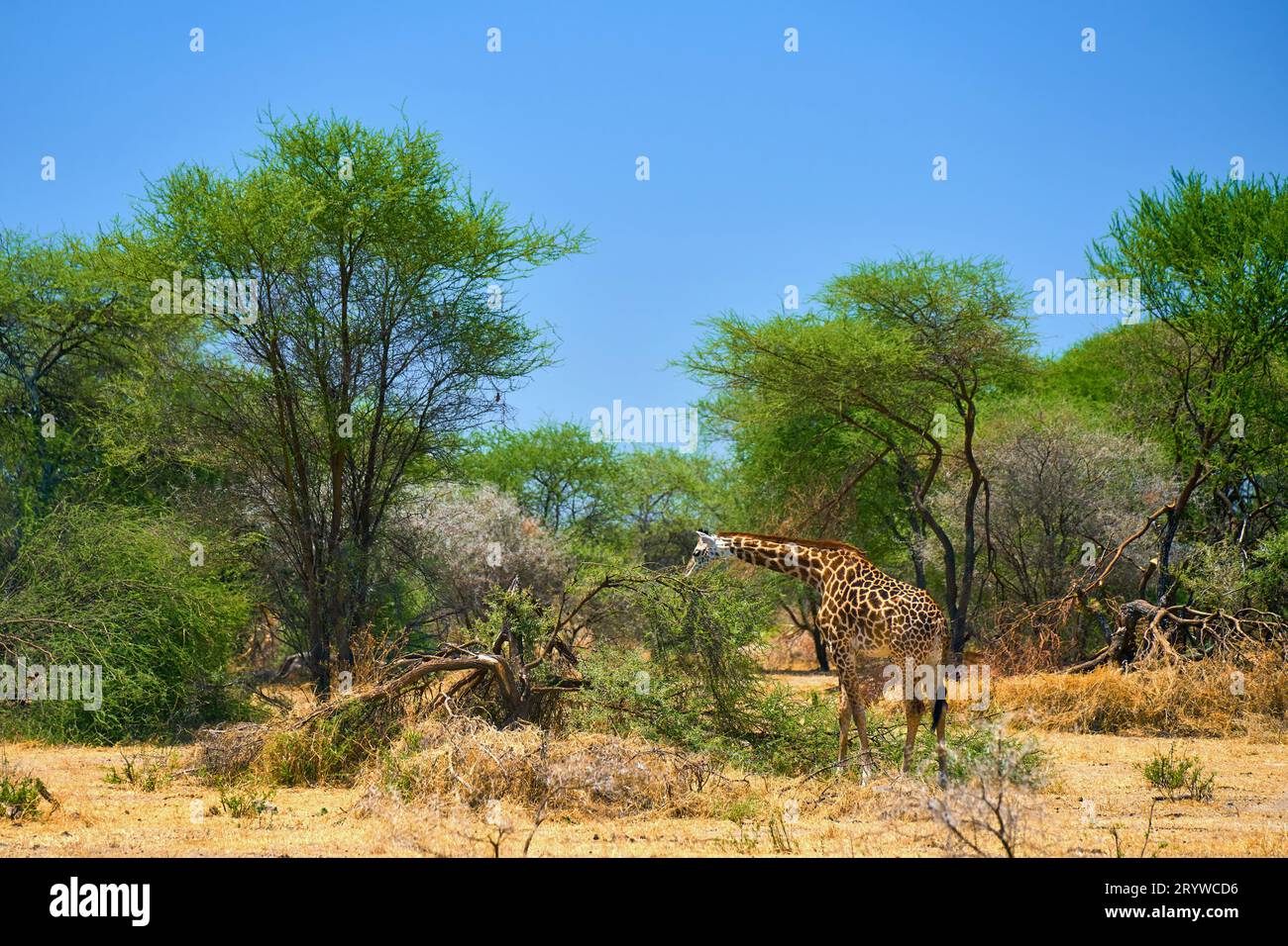 wild african savanna with animals Stock Photo - Alamy