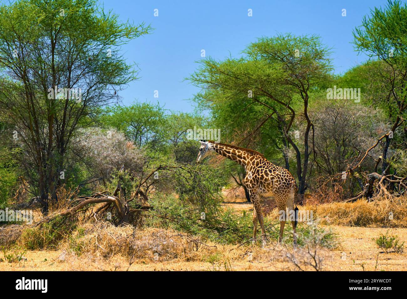 wild african savanna with animals Stock Photo - Alamy