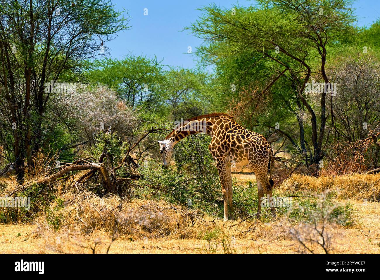wild african savanna with animals Stock Photo - Alamy