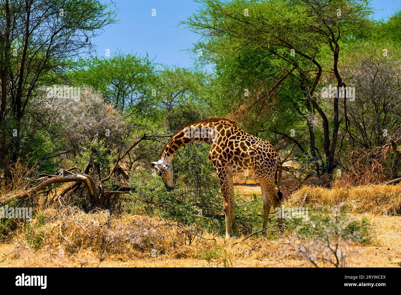 wild african savanna with animals Stock Photo - Alamy