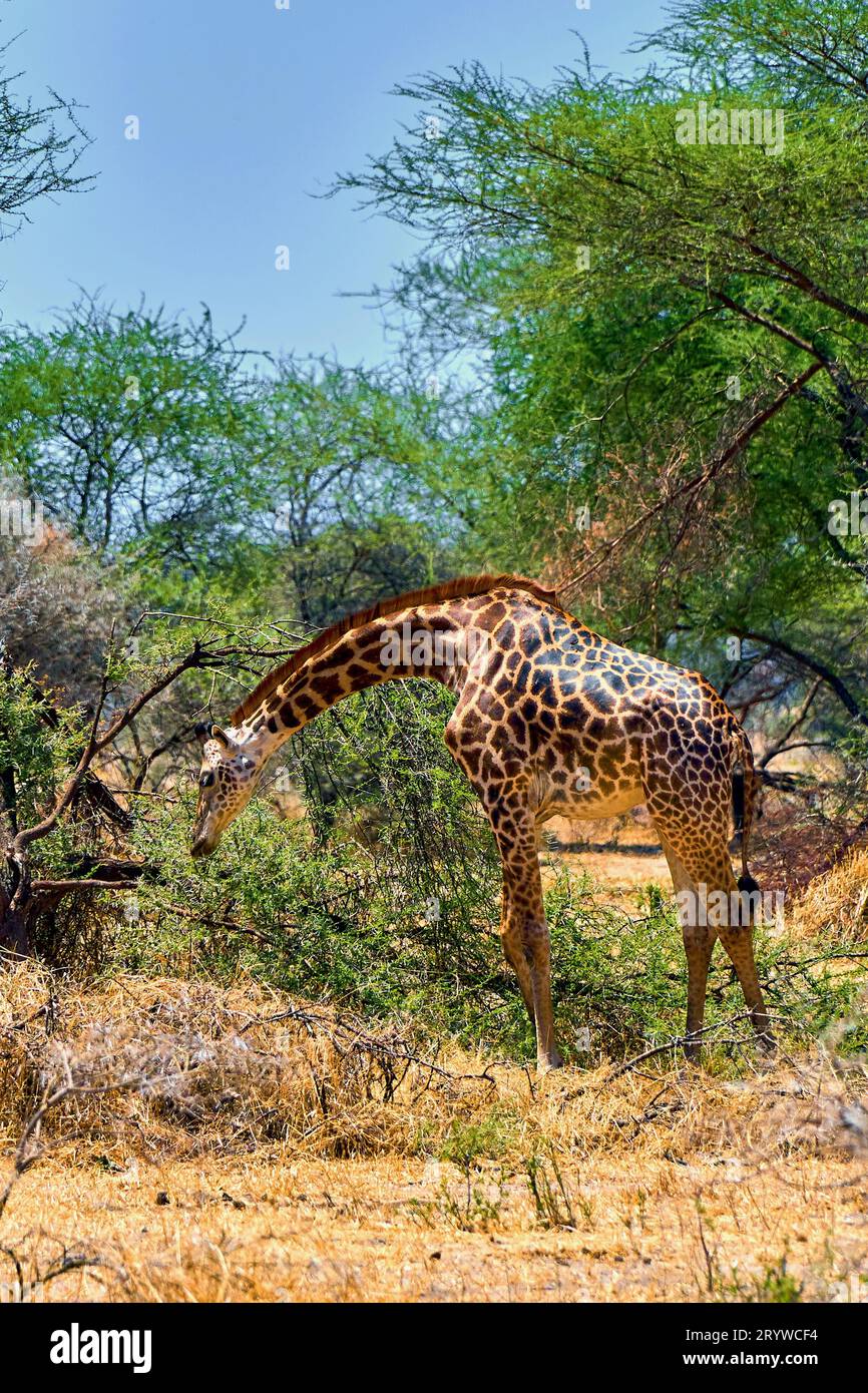 wild african savanna with animals Stock Photo - Alamy