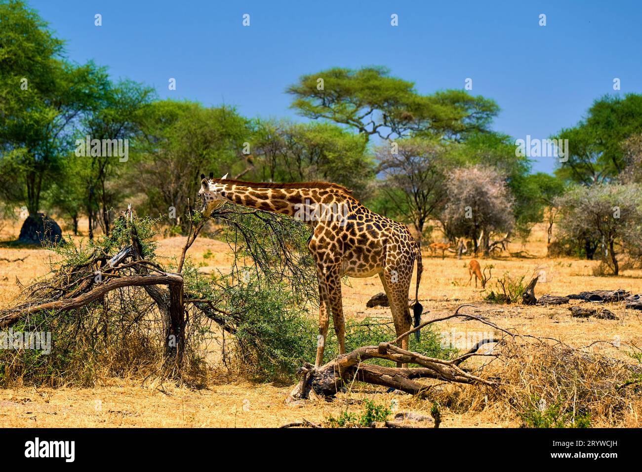wild african savanna with animals Stock Photo - Alamy