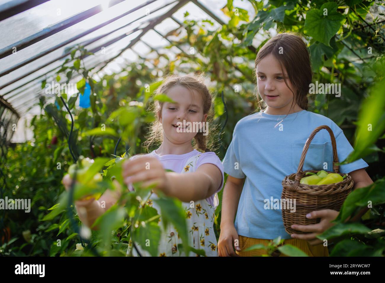 Portrait of sisters taking care of plants in a greenhouse in the middle ...