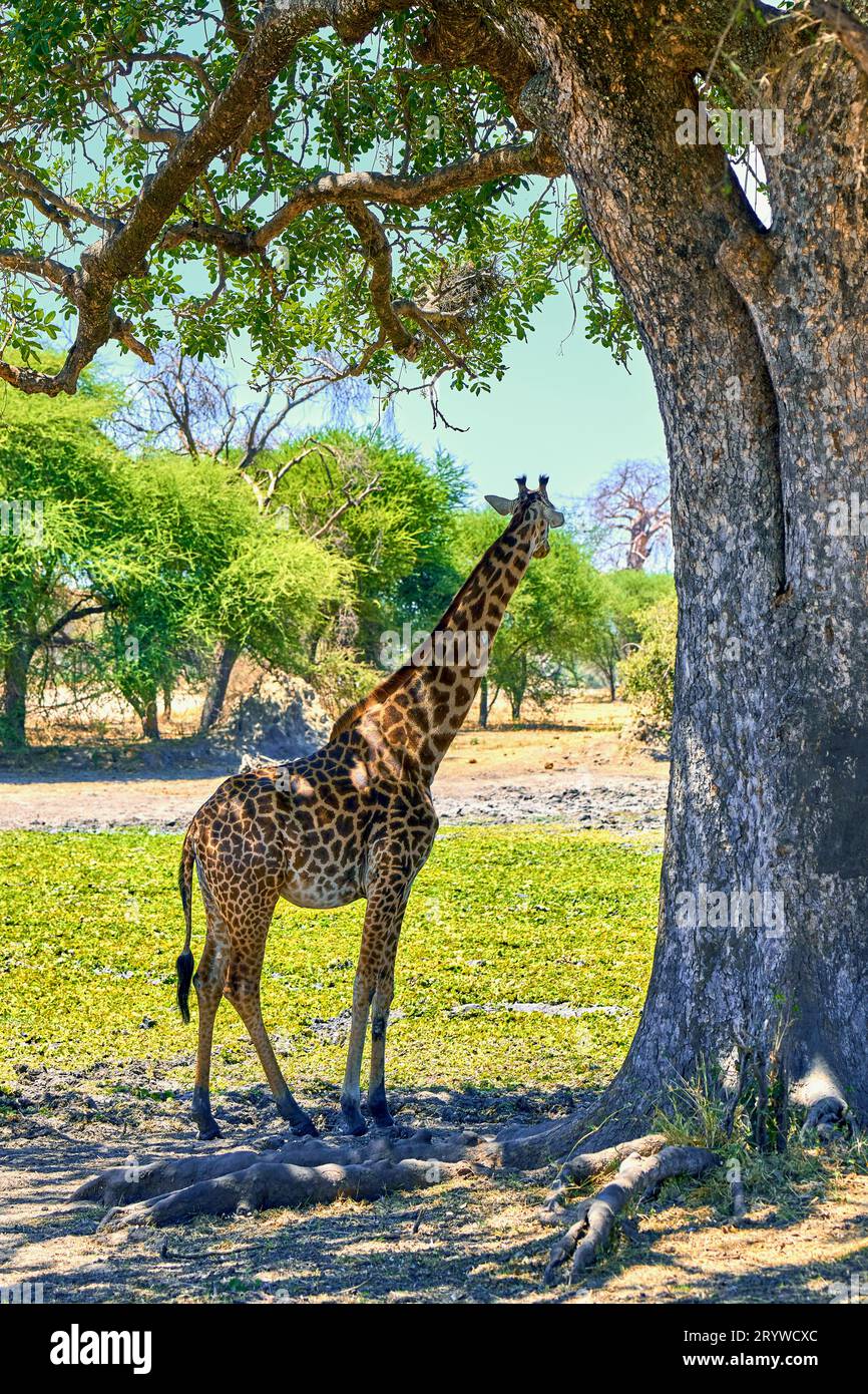 wild african savanna with animals Stock Photo - Alamy