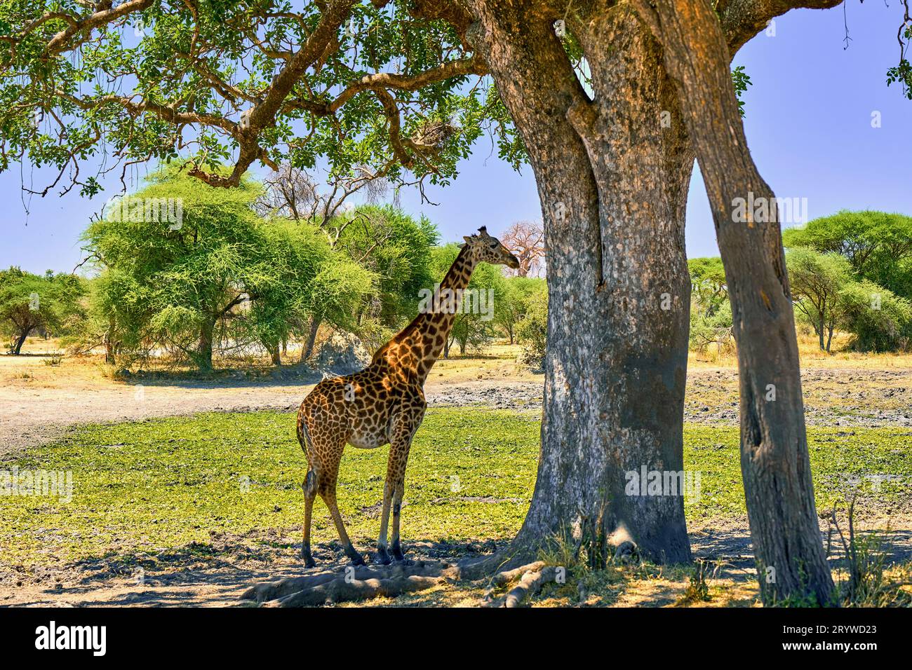 wild african savanna with animals Stock Photo - Alamy