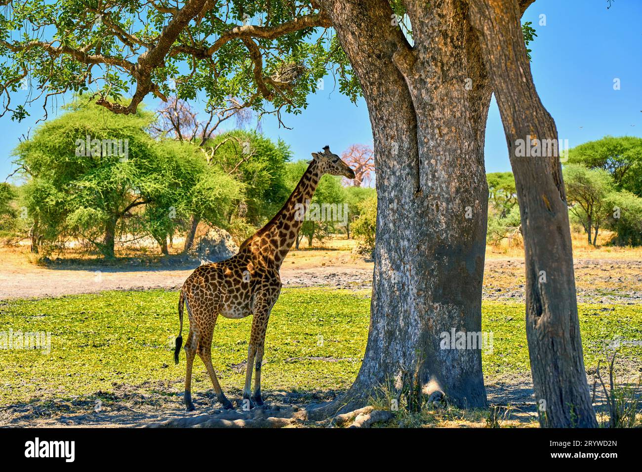 wild african savanna with animals Stock Photo - Alamy