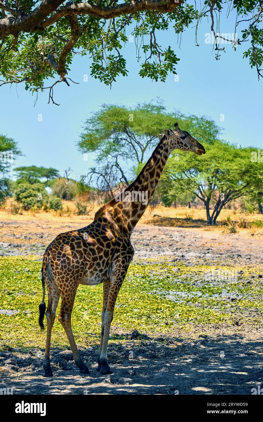 wild african savanna with animals Stock Photo - Alamy