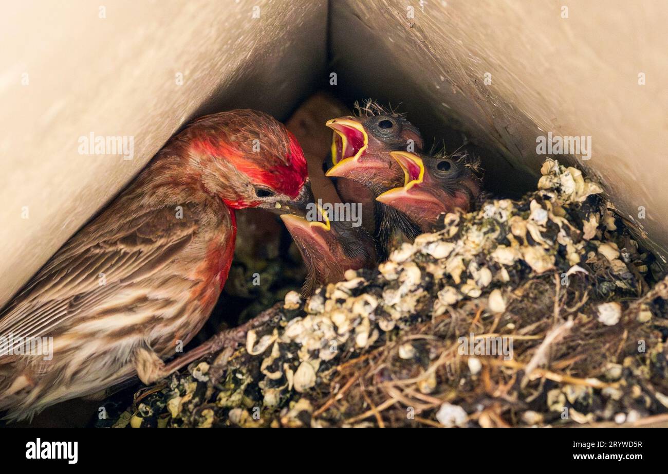 A House Finch nest deep in the corner of a Picnic Shelter's roof with ...
