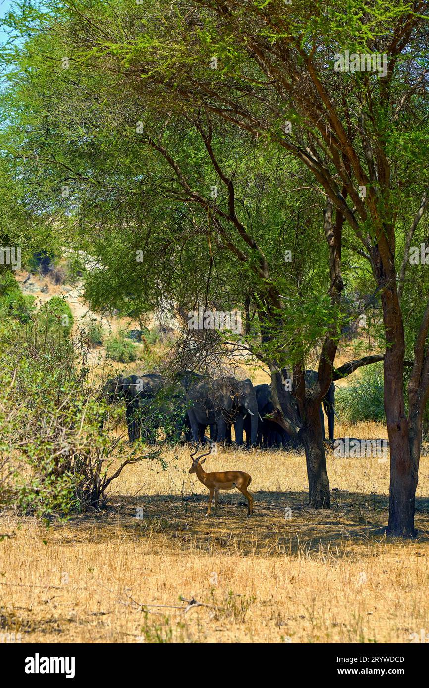 wild african savanna with animals Stock Photo - Alamy