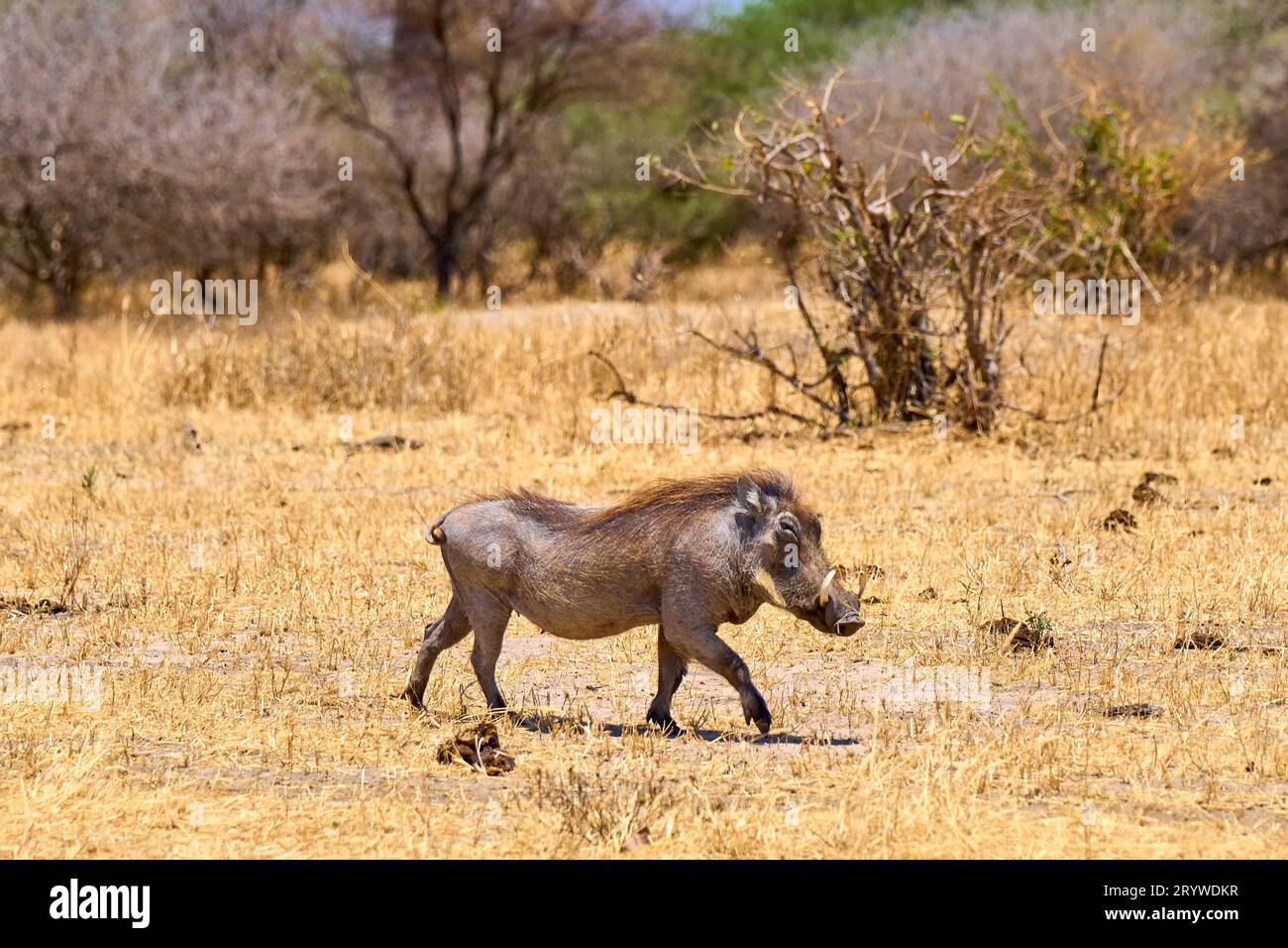 wild african savanna with animals Stock Photo - Alamy