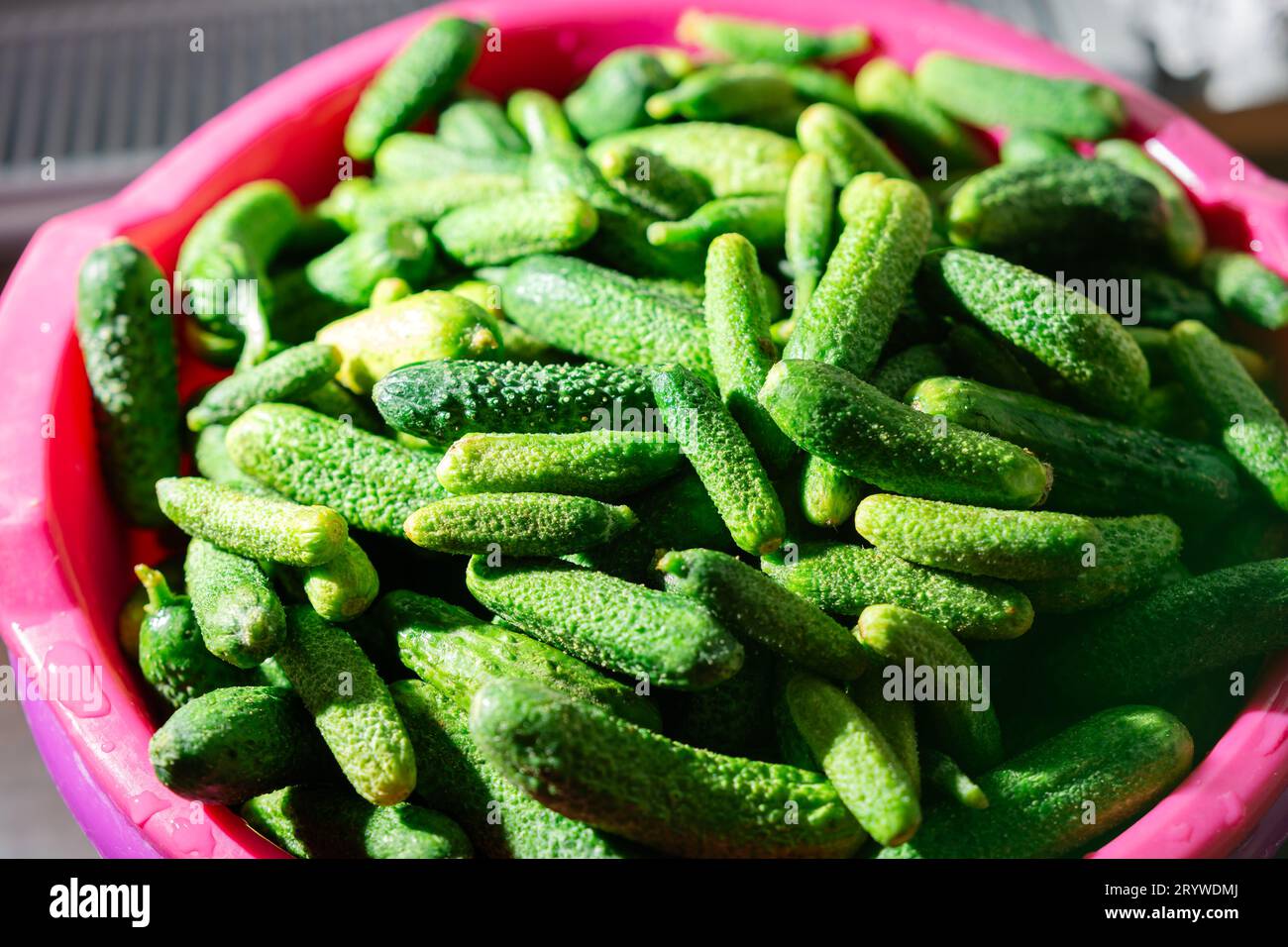 Cucumber pickle process hi-res stock photography and images - Alamy
