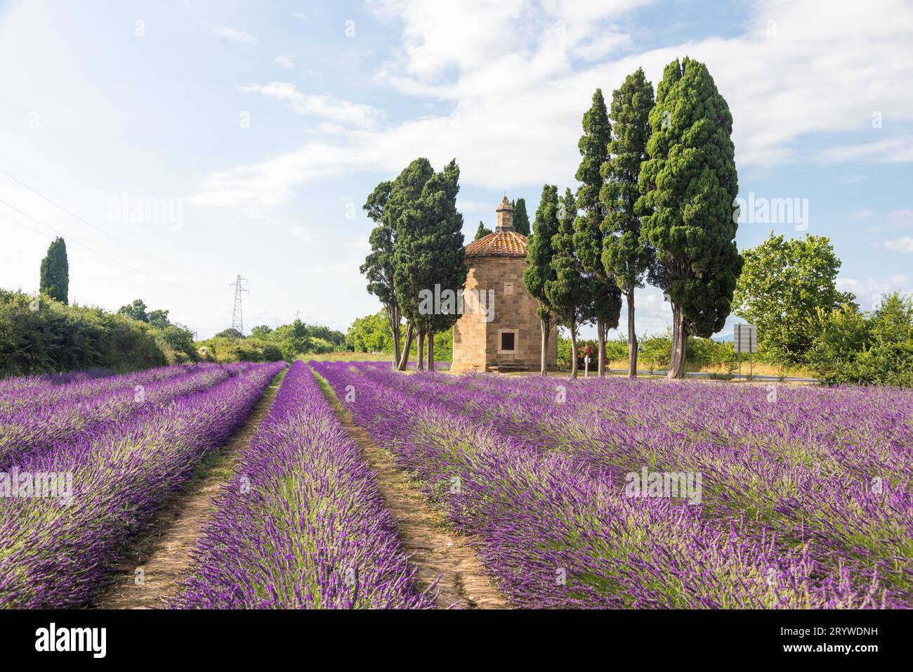 Lavender tuscany italy hi-res stock photography and images - Alamy