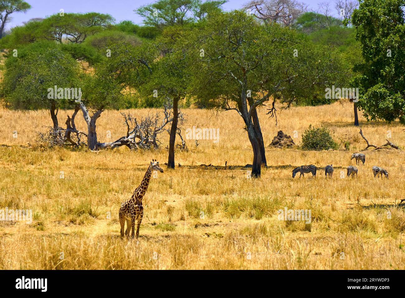 wild african savanna with animals Stock Photo - Alamy
