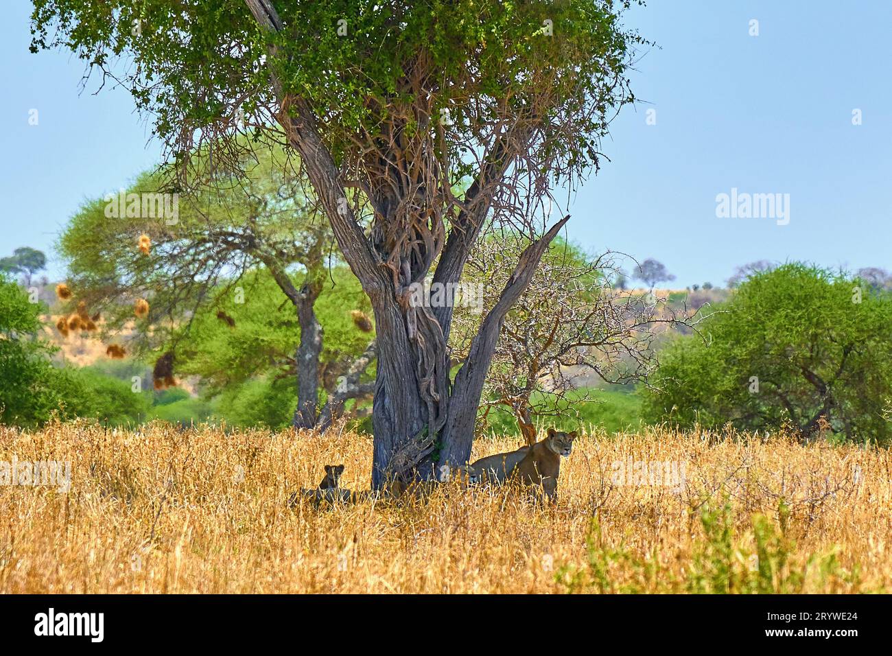 wild african savanna with animals Stock Photo - Alamy