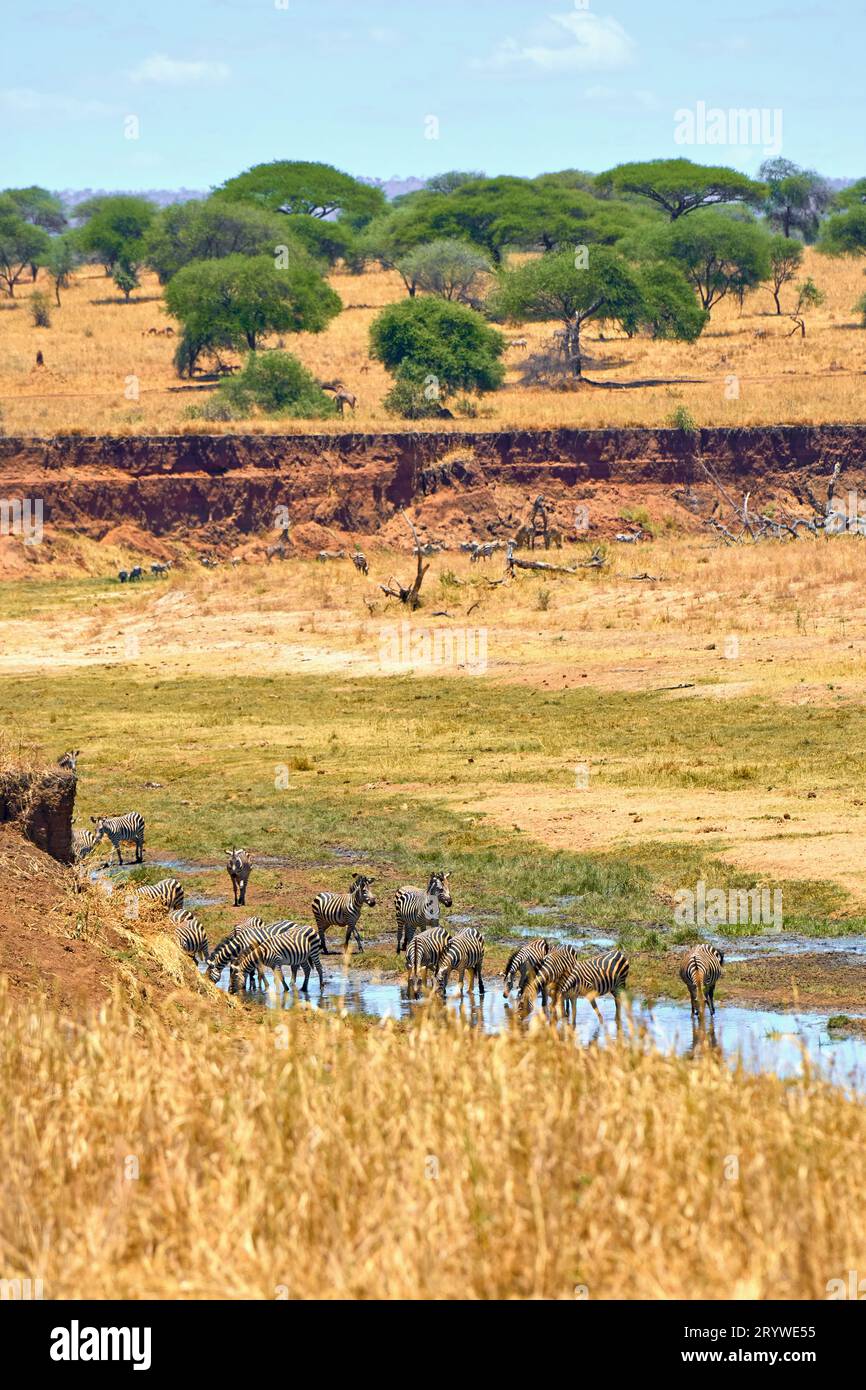 wild african savanna with animals Stock Photo - Alamy