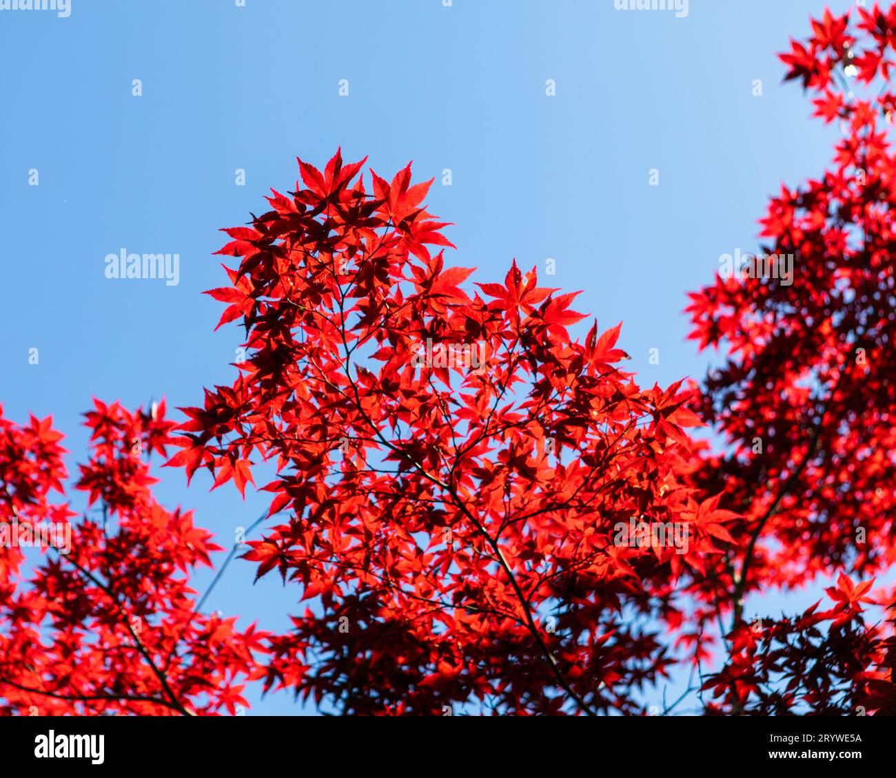 Bright red maple leaves in spring sunshine against a blue sky ...