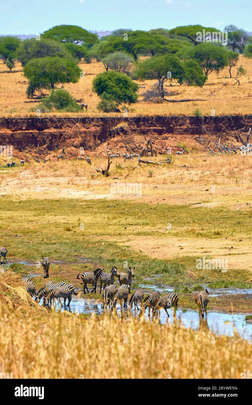 wild african savanna with animals Stock Photo - Alamy