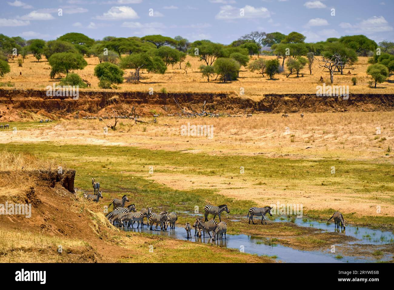 wild african savanna with animals Stock Photo - Alamy